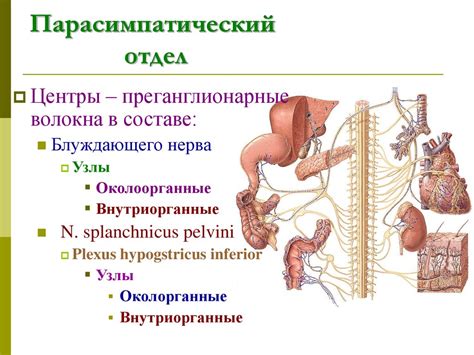 Вегетативная нервная система Периферический отдел презентация онлайн