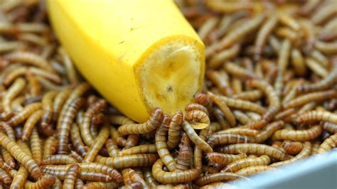Mealworm Vs Banana Time Lapse 4k Youtube