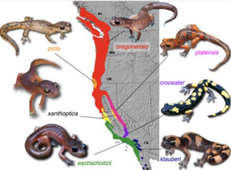 Taxonomy Systematics Phylogeny Flashcards Quizlet