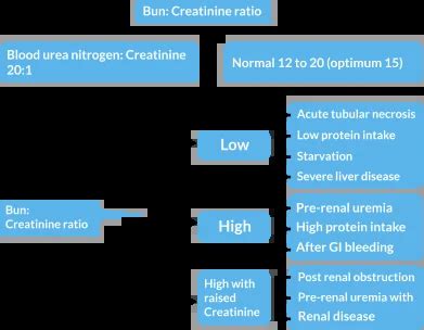 Bun Creatinine Ratio Calculator