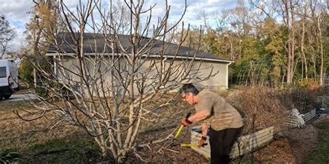 How Im Pruning My Overgrown Fig Tree In Florida Michelle In The Meadow