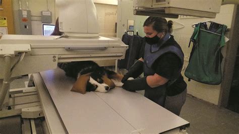 Fluoroscopy Dont Miss The Show Todays Veterinary Nurse