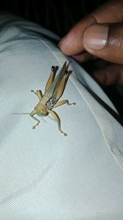 Hexapoda Insect Shorts Funny Comedy Memes Youtube