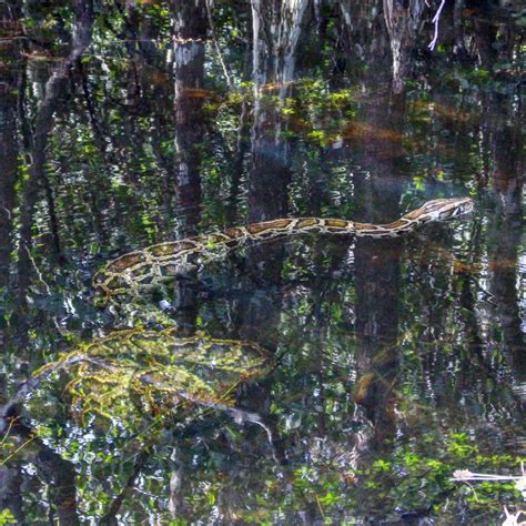 Burmese Pythons Florida Photos Show Size Bites Battles