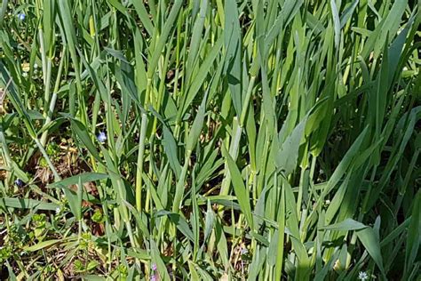 19 Weeds That Look Like Grass And How To Get Rid Of Them