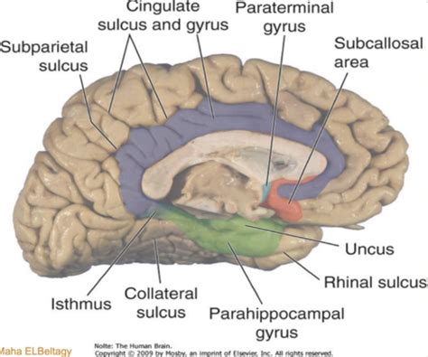 Cerebral Cortex And Histology 2 Flashcards Quizlet