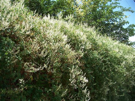 Lace Flower Vine For Sale At Mary Wilber Blog