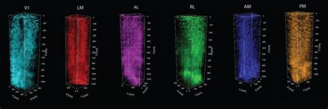 Columns Of Cortex IMAGE EurekAlert Science News Releases