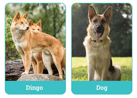 Chien Dingo