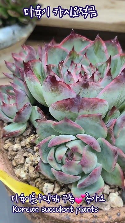 다육이 카시오적금 군생 ~ 다육식물 Plants 다육이들 Garden 다육 다육화분 다육식물 다육이들 다육 다육 다육화분 Youtube