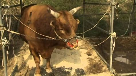 황소는 한국 투우의 다른 황소 싸움 Youtube