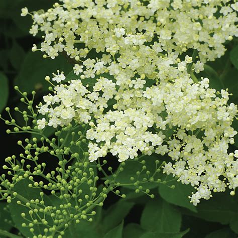 Sambucus In Variety Green Mile Trees Green Mile Trees