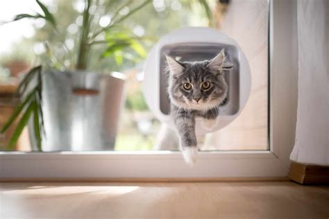 Het Beste Kattenluik Met Chip In 2022 Katten Wereld