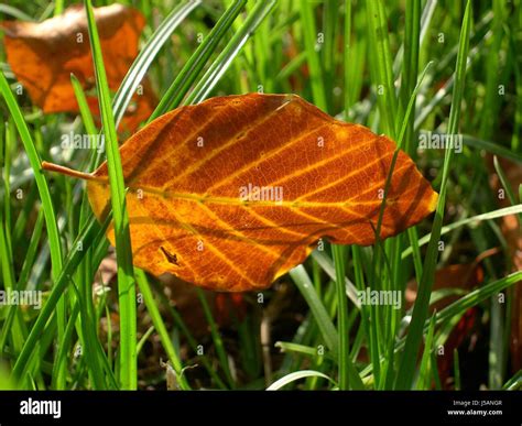 Death Depression Blades Of Grass Blade Of Grass Grass Transitoriness