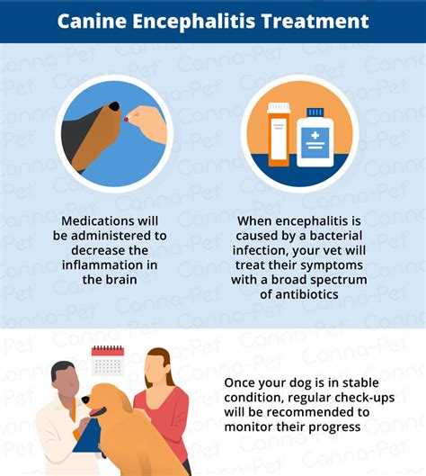 Encephalitis Brain Inflammation In Dogs Canna Pet