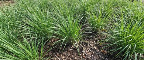 How To Grow Sweetgrass Complete Guide From Seed To Harvest Sacred