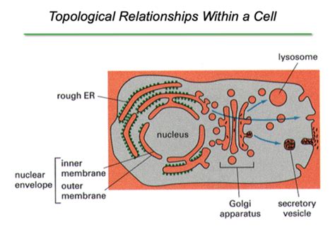 Cell Bio Lecture 9 Trafficking 2 Flashcards Quizlet