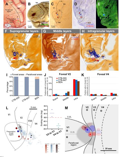 Figure 1 From Topographic Organization Across Foveal Visual Areas In