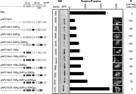 Degradation Of β Catenin Can Be Independent Of Its Interaction With Download Scientific Diagram