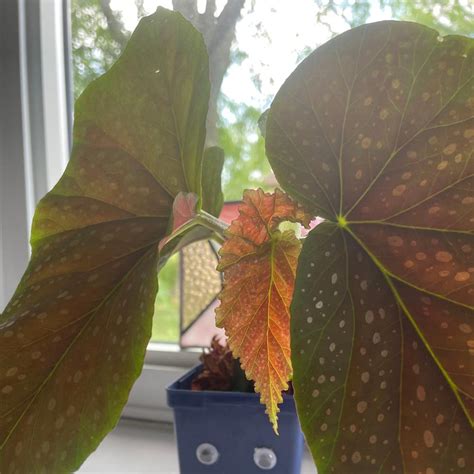 7 Tips For Pruning Begonia ️