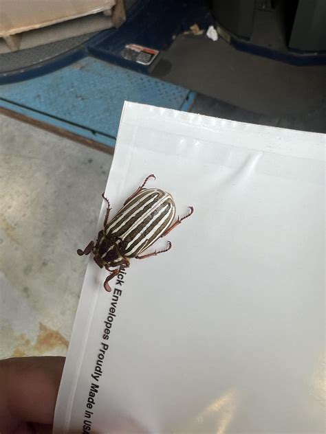 What Bug Is This Found Off A Trailer At Work R Whatisthisbug