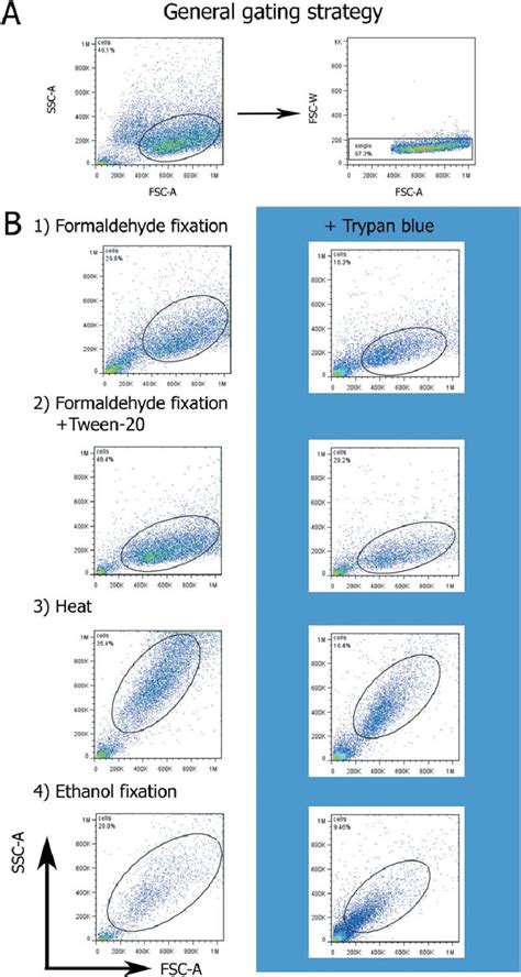 Gating Strategy For Sk Br 3 Cells A Common Strategy Used For Gating Download Scientific