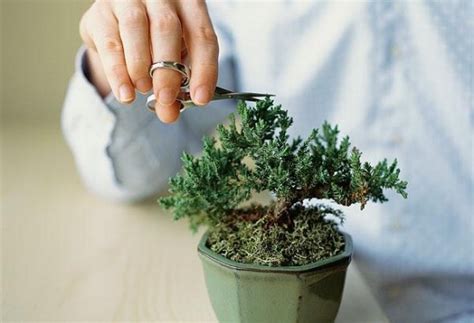 对植物冬季剪枝的做法和好处