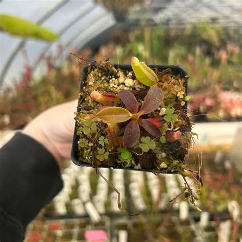 Nepenthes Veitchii Murud X Candy Ck Best X Red Complex Car 0537