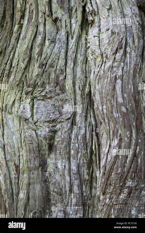 Texture Of Old Grey Bumpy Tree Bark Stock Photo Alamy