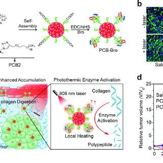 A Chemical Structures Of PCB1 And PCB2 And Schematic For The Download Scientific Diagram