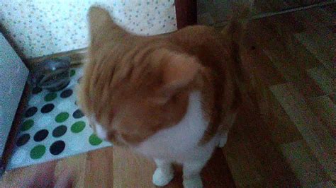 Как научить кота команде сидеть! - YouTube