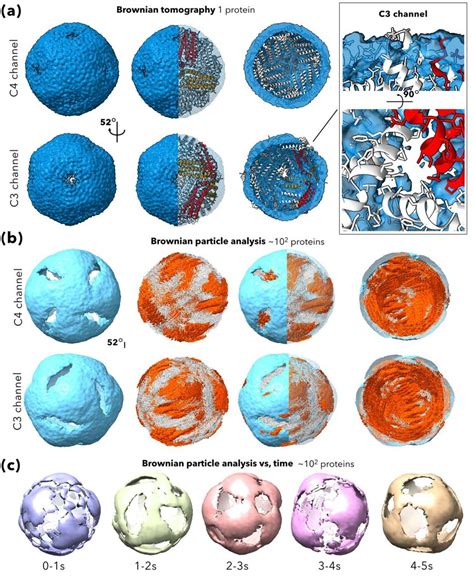 Apoferritin Structure Apoferritin Brownian Tomography Bt Electron