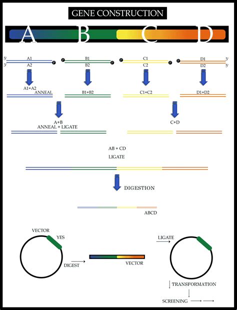 Full Page View Of Gene Construction Figure