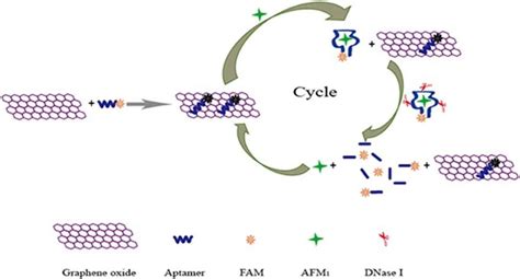 Schematic Illustration Of Fluorescent Aptasensor For Detection Of Afm1