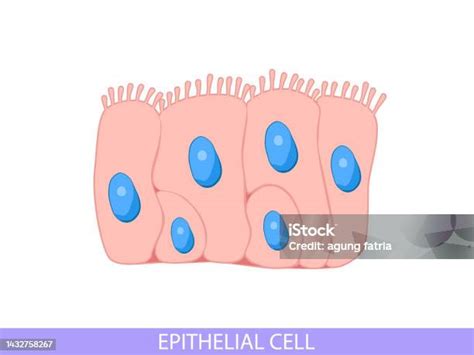 Cellule Épithéliale Science Et Biologie Médicale Structure