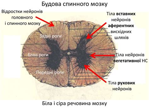 Будова і функції спинного мозку презентация онлайн