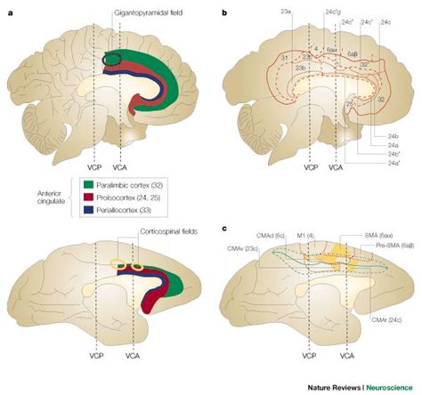 Primate Anterior Cingulate Cortex Where Motor Control Drive And Cognition Interface In 2021