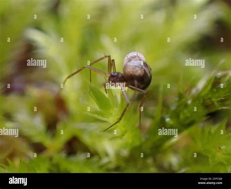Tenuiphantes Arachnida Central Vancouver Vancouver Bc Canada