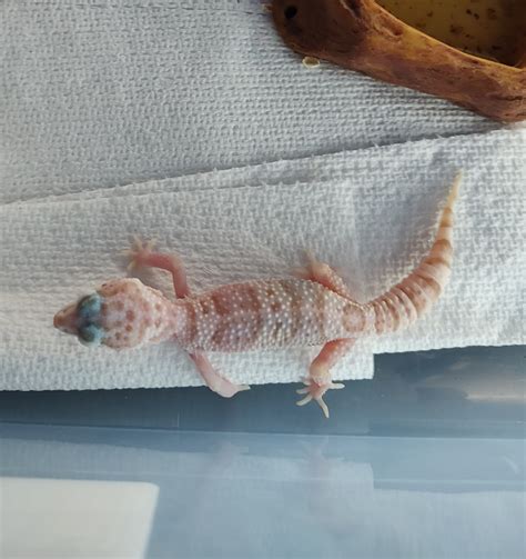 ID help please - Leopard Geckos - MorphMarket Reptile Community