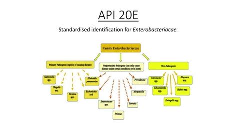 Analytical Profile Index 20e Pptx Chemistry Science