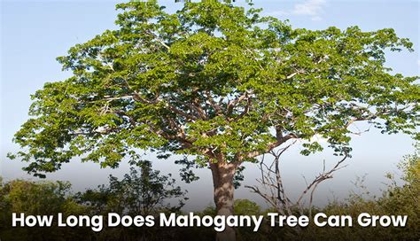 Where To Find Mahogany Trees How To Get Hardwood In Stardew Valley