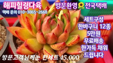 해피힐링다육 세트구성 한바구니12종 5만원 무료배송 이보다 더쌀순없다 득탬의기회 놓치지 마세요 초보님들께 추천드립니다 ~~ Youtube