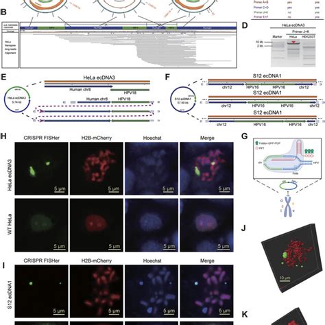 The Widespread Inter Chromosomal Interactions Of Five Bp Cses A The Download Scientific