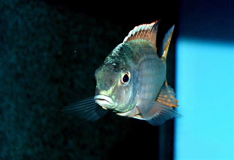 Lethrinops Microstoma Kande 15 18cm Africa Premium Offspring