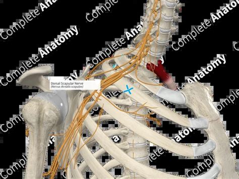 Pathway Of The Dorsal Scapular Nerve Download Scientific Diagram