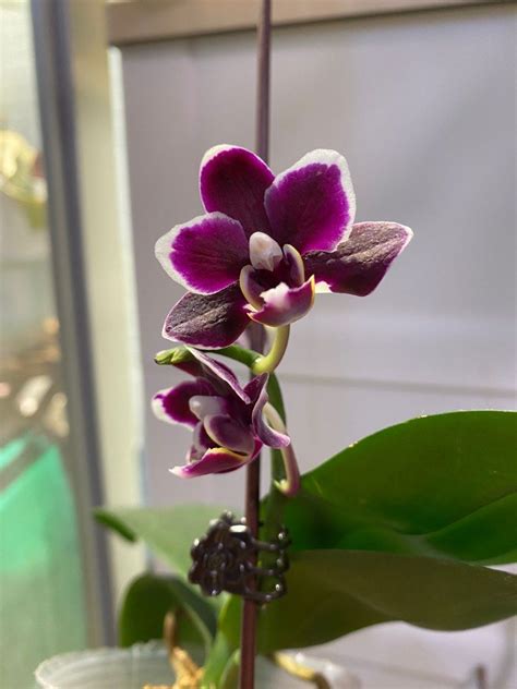 蝴蝶蘭黑珍珠 Phal Zuma Pixie X Taida Pearl 傢俬＆家居 園藝 植物及種子 Carousell