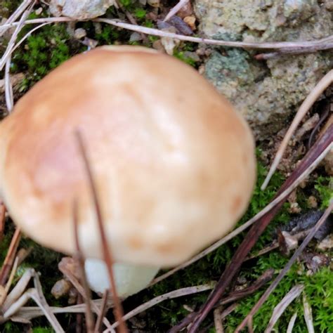 끈적비단그물버섯