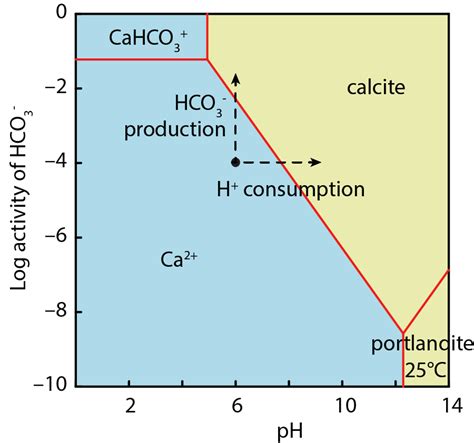 1211 Carbonates Biology Libretexts