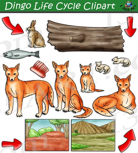 Dingo Life Cycle Clipart Set Download Clipart 4 School