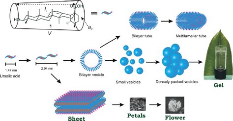 Schematic Representation Of Hierarchical Self Assembly Of Ursolic Acid Download Scientific